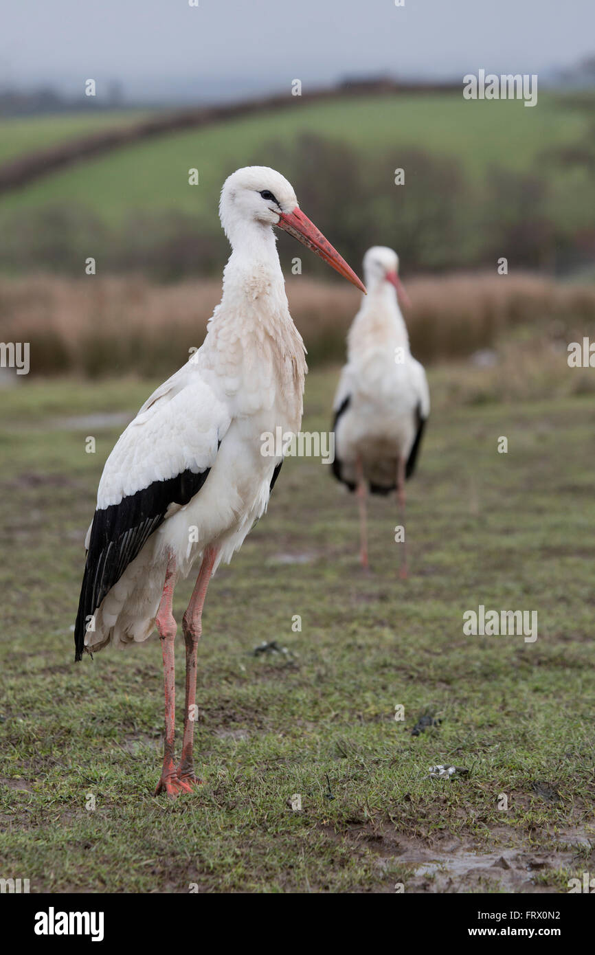 White Stork Ciconia ciconia Two Captive Devon; UK Stock Photo - Alamy
