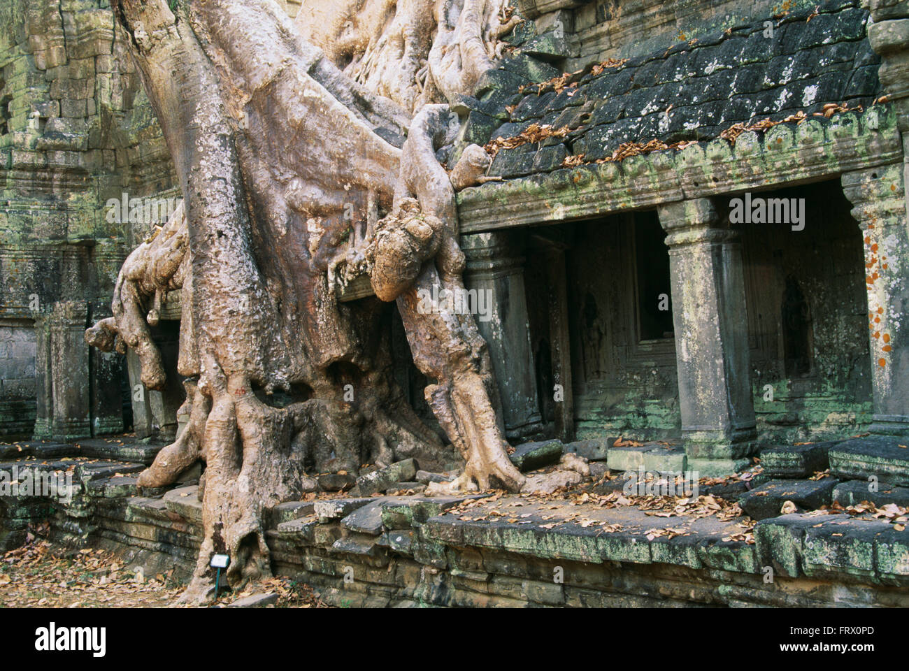 Ta Prohm Temple, Angkor, (Temples of Angkor) Cambodia Stock Photo - Alamy