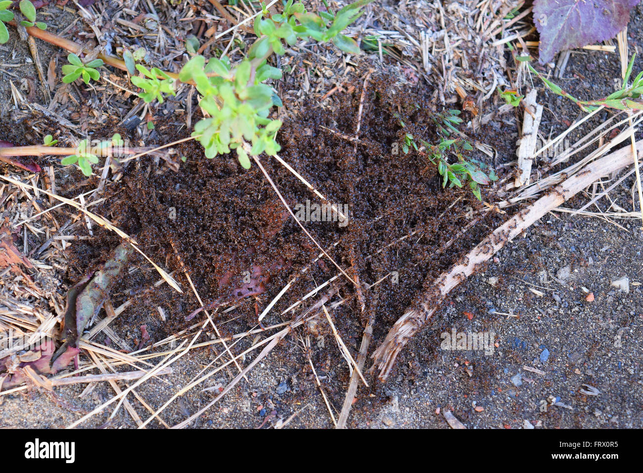Colony of red ants small. Spring outputs ants on the surface for mating ...
