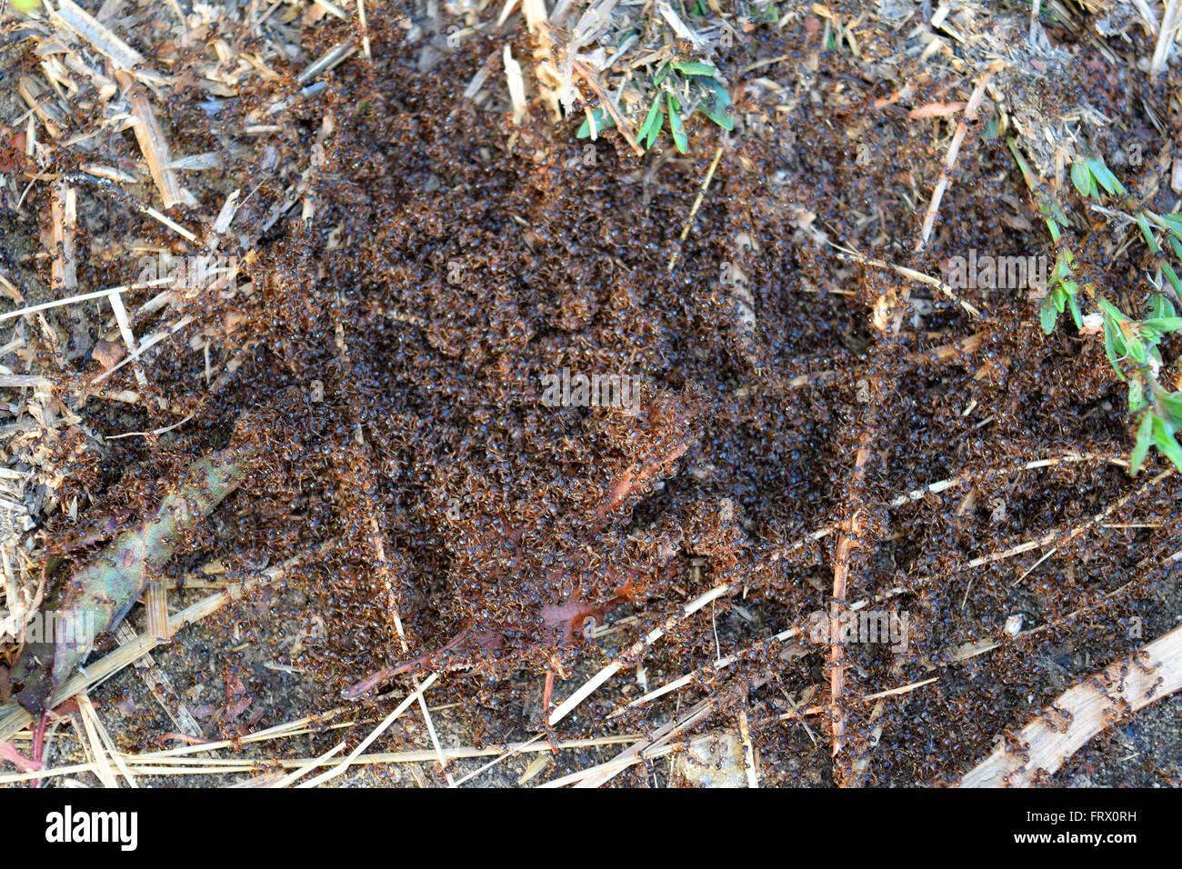 Colony of red ants small. Spring outputs ants on the surface for mating ...