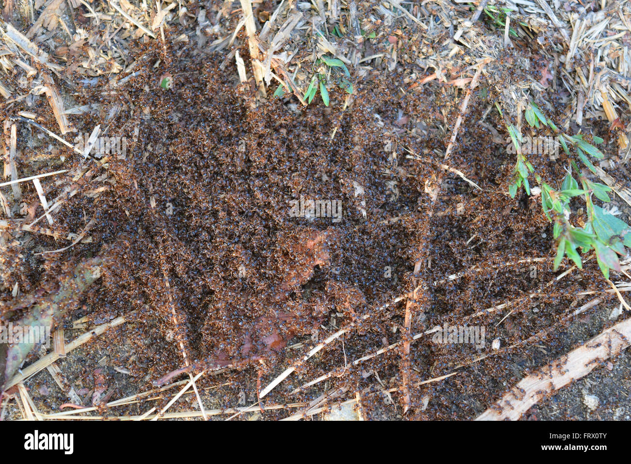 Colony of red ants small. Spring outputs ants on the surface for mating ...
