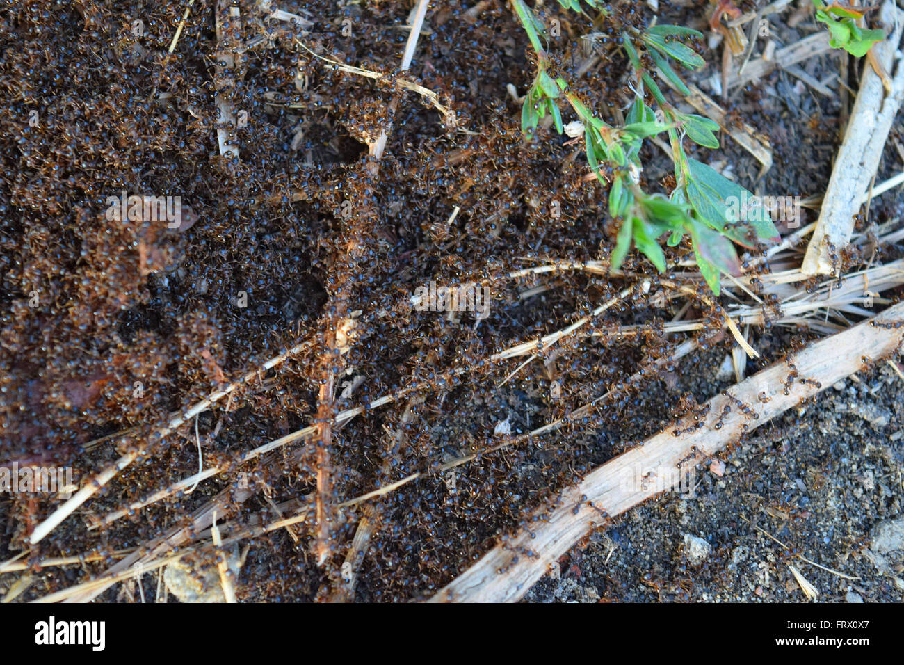 Colony of red ants small. Spring outputs ants on the surface for mating ...