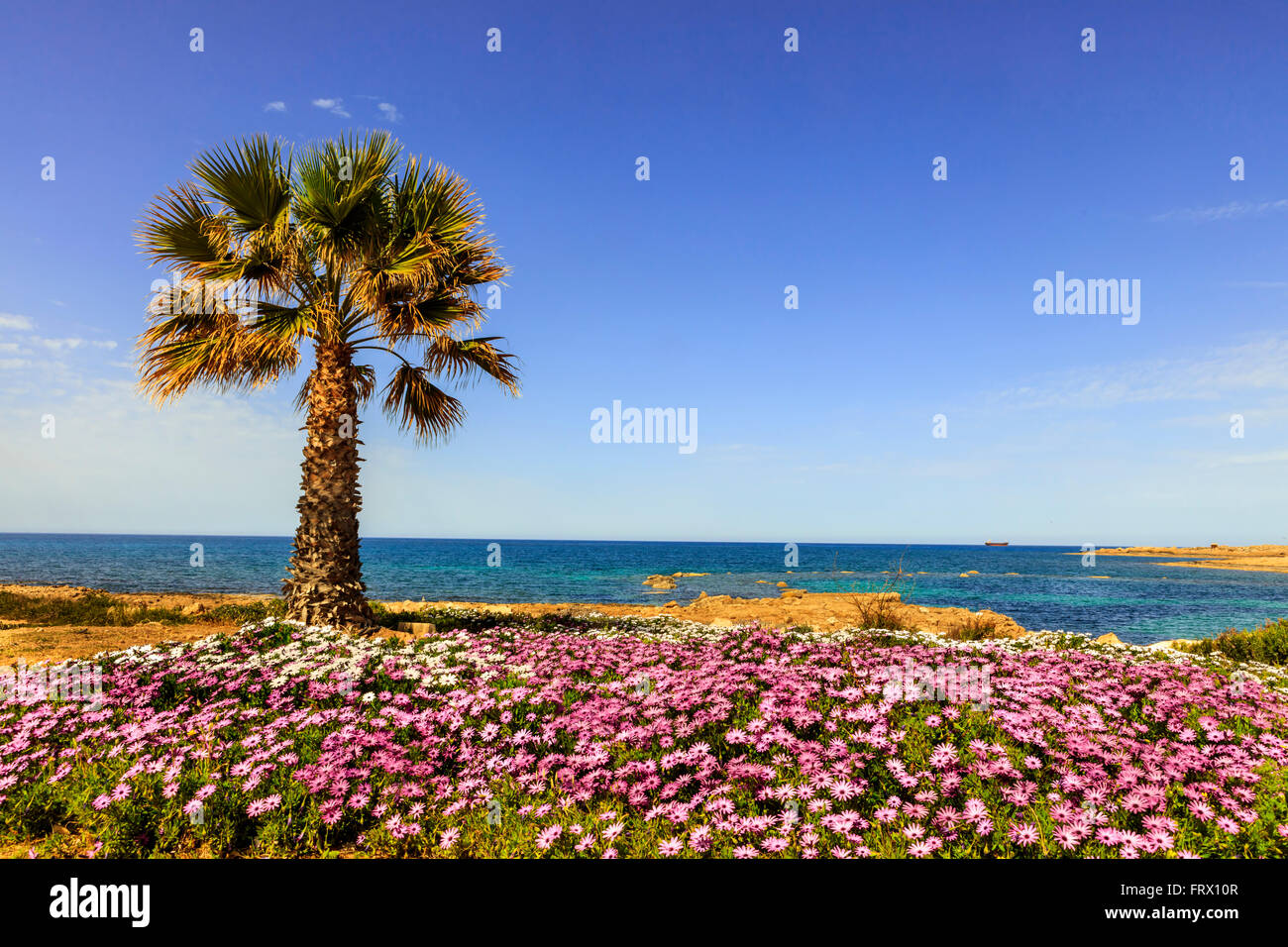 Seaside Daisy High Resolution Stock Photography and Images - Alamy
