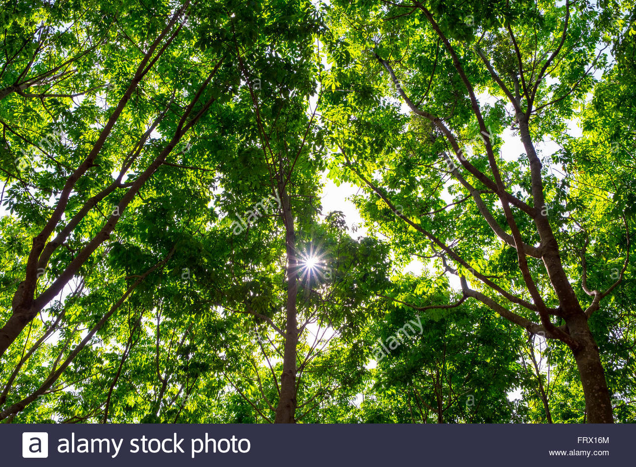 Rubber Trees Hevea Brasiliensis High Resolution Stock Photography and ...