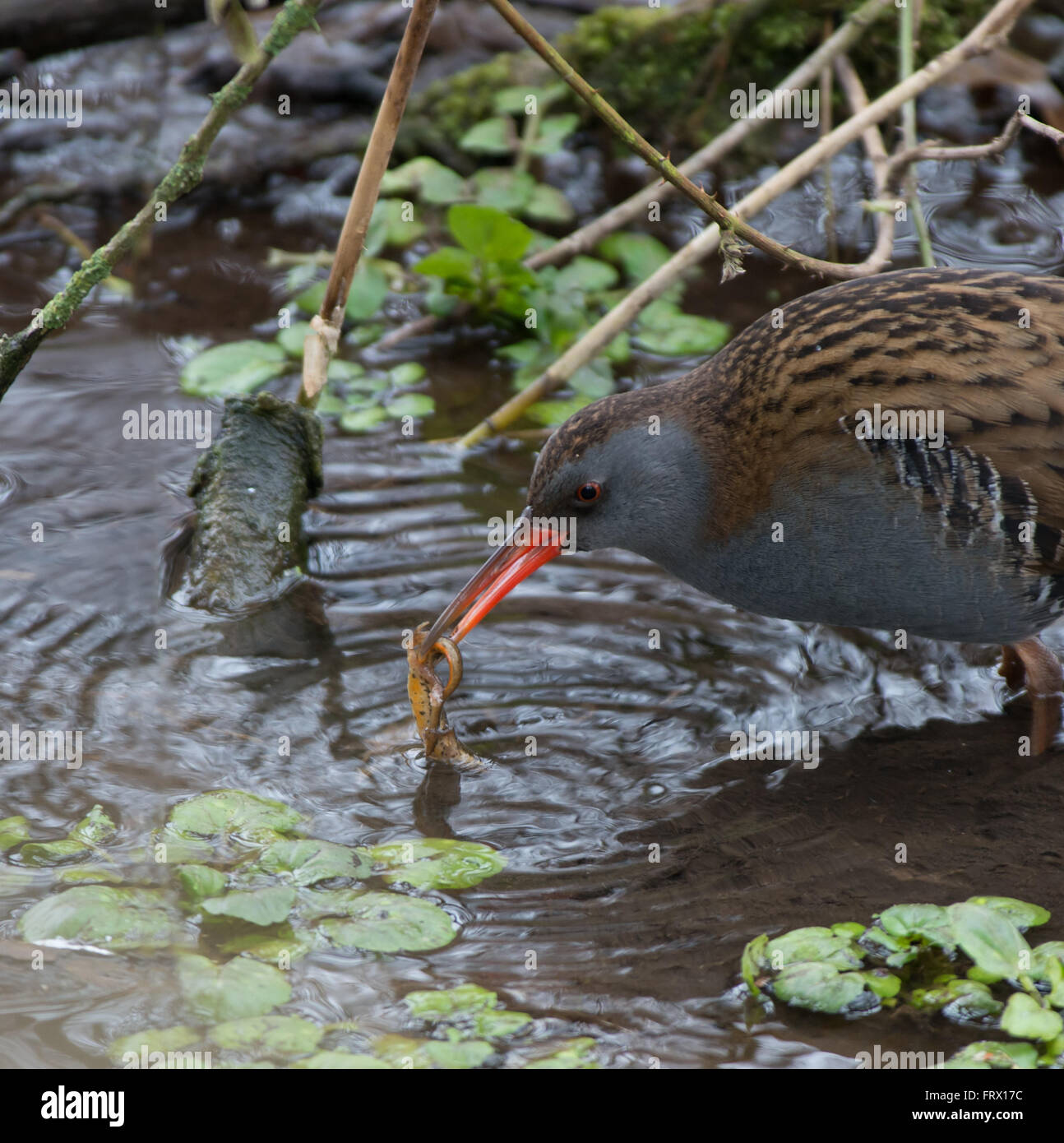 Rallus aquaticus spring hi-res stock photography and images - Alamy