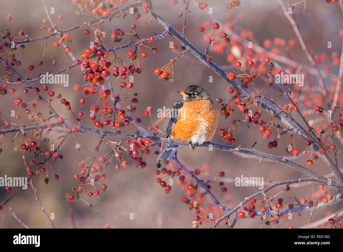 An American Robin feeding in winter Stock Photo - Alamy
