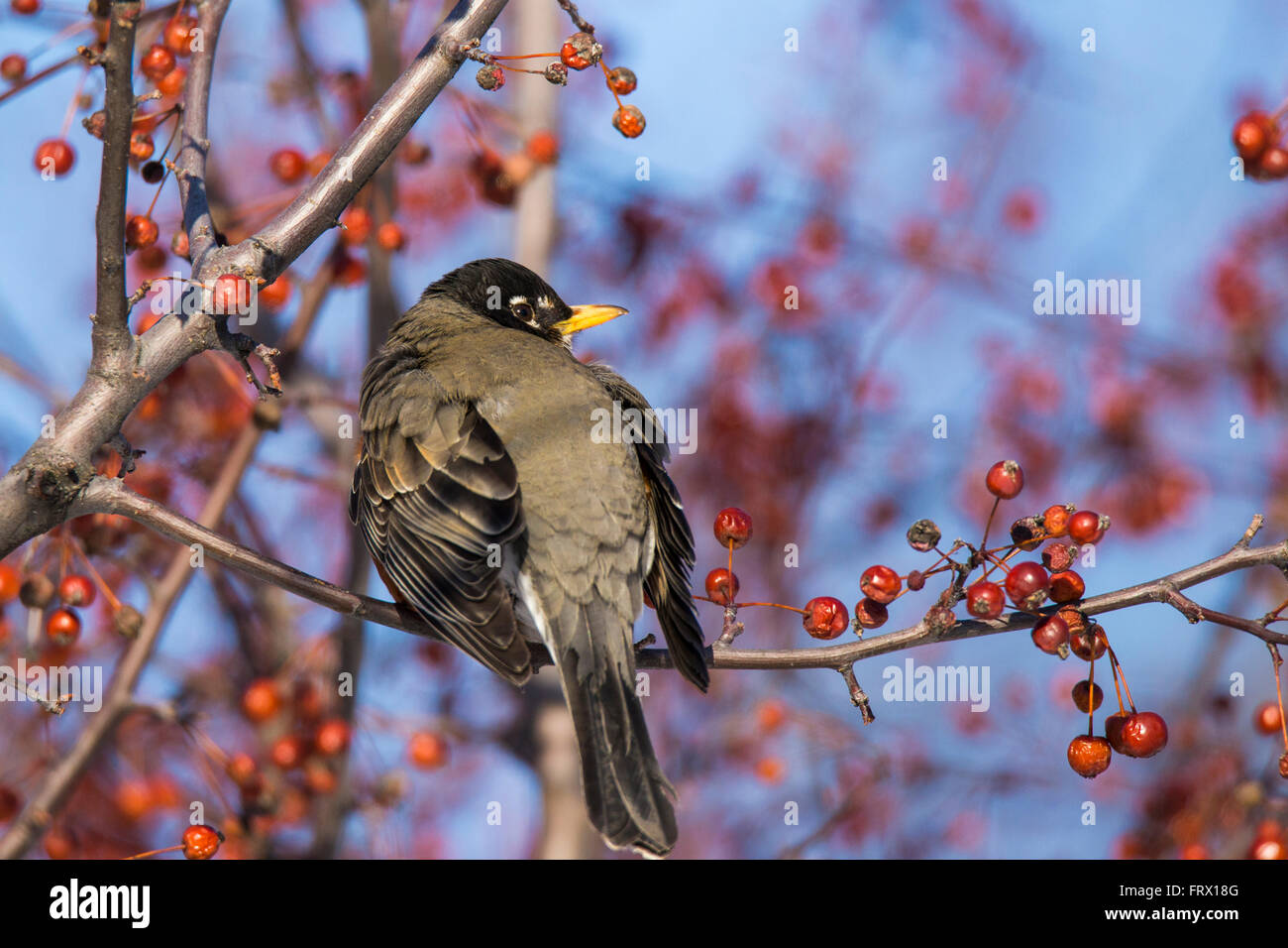 American robin feeding in winter hi-res stock photography and images ...