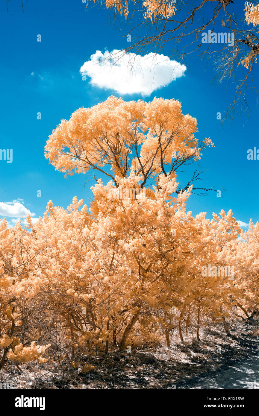 Star swamp hi-res stock photography and images - Alamy