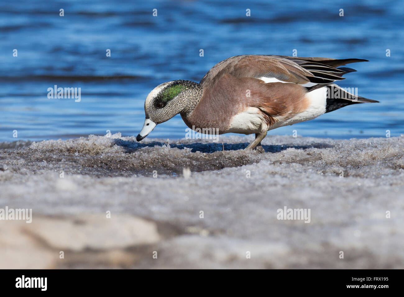 Male American Wigeon (Anas americana) in winter Stock Photo - Alamy