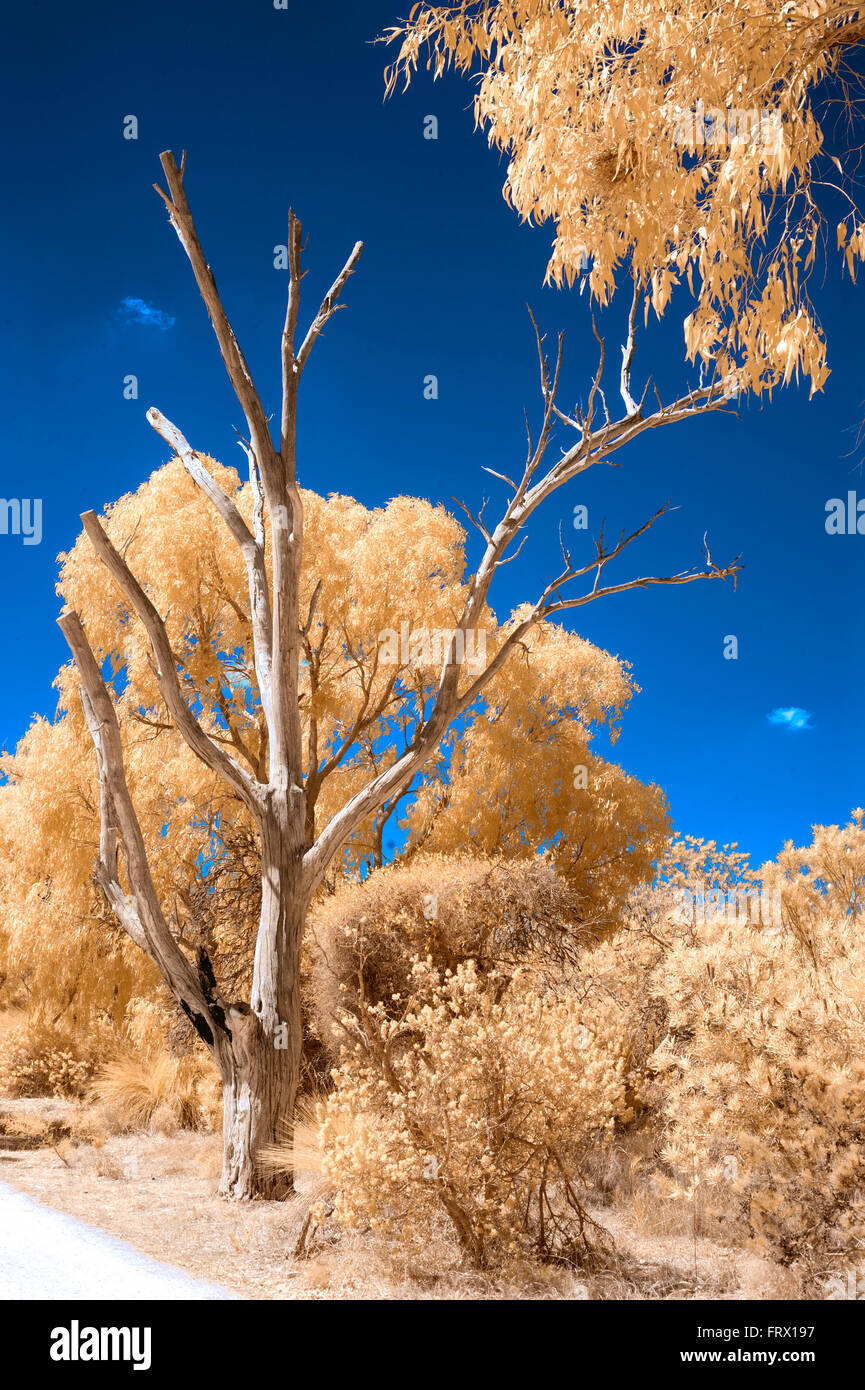 Star Swamp Bushland Reserve in Infrared Impressions Stock Photo - Alamy