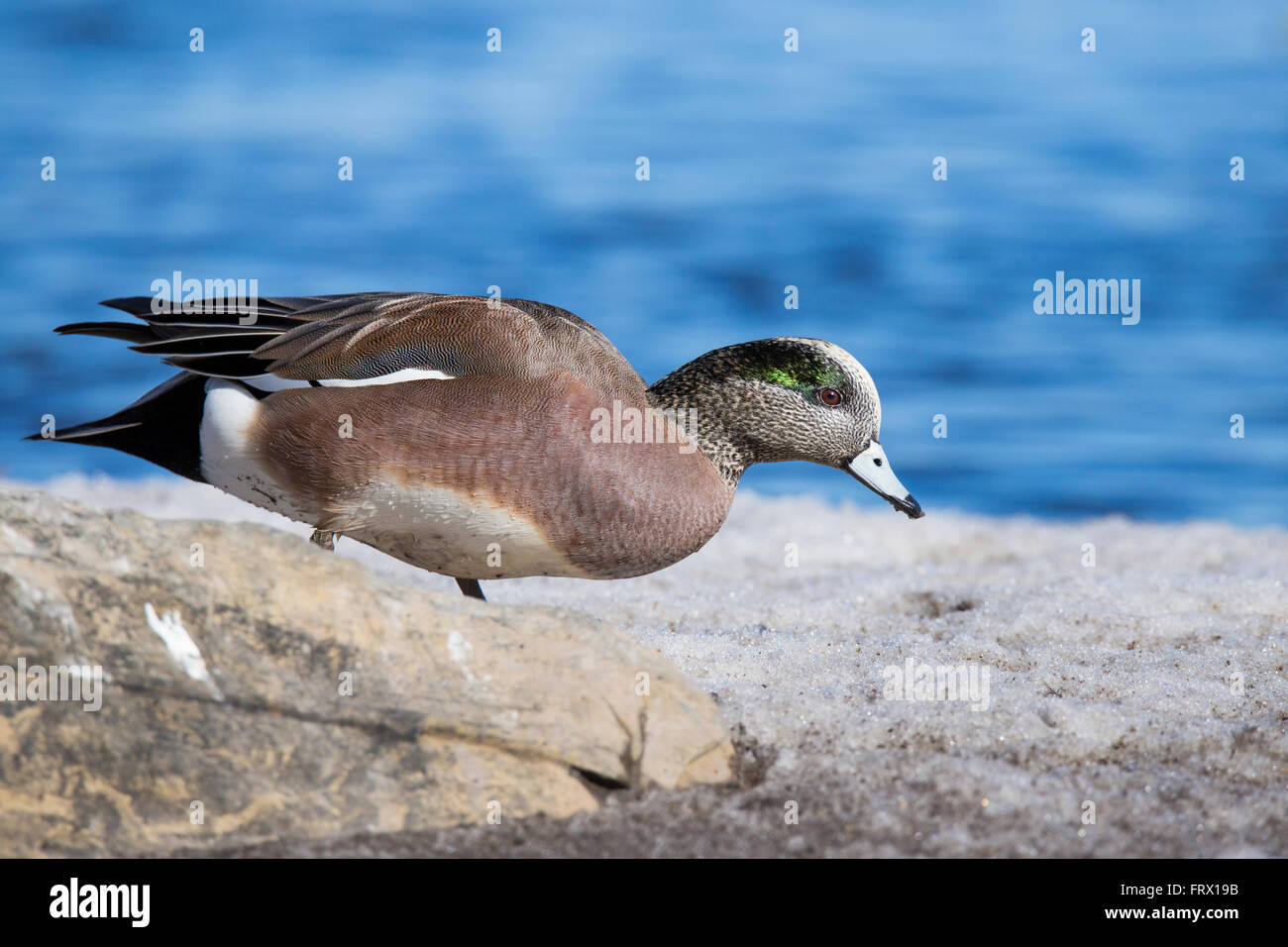 Male American Wigeon (Anas americana) in winter Stock Photo - Alamy
