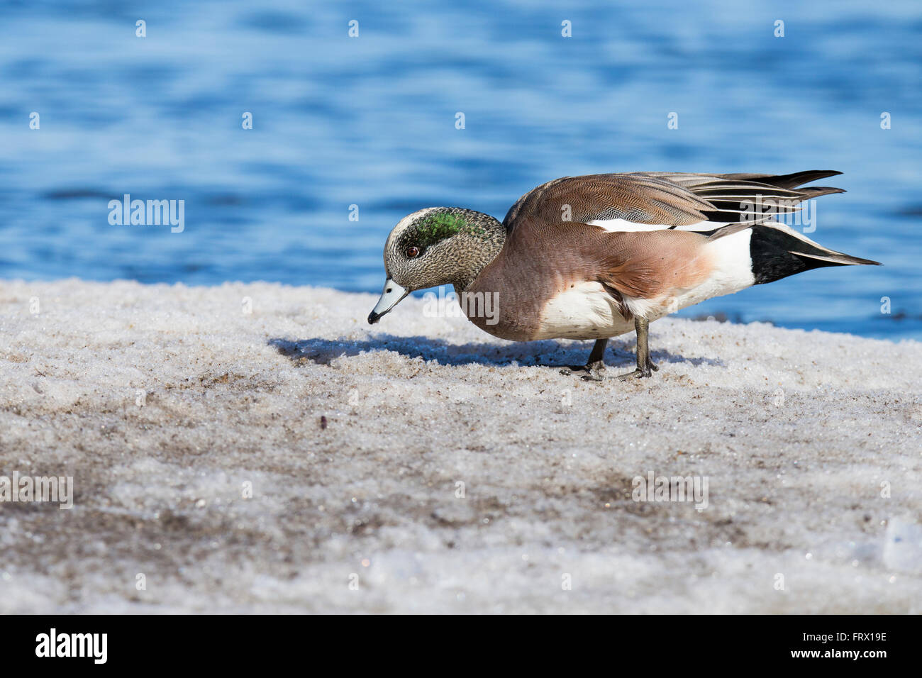 Male American Wigeon (Anas americana) in winter Stock Photo - Alamy