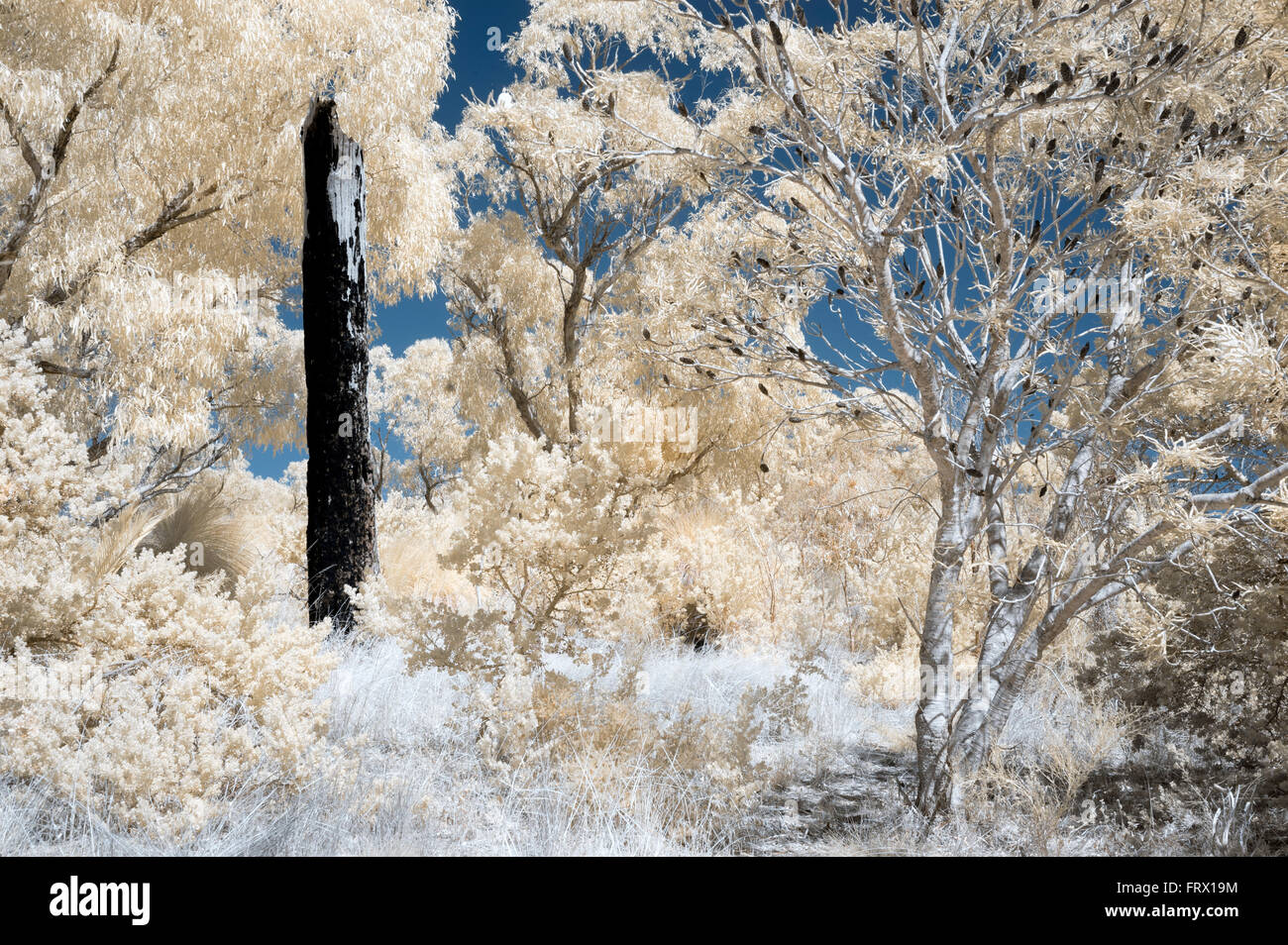 Star Swamp Bushland Reserve in Infrared Impressions Stock Photo - Alamy