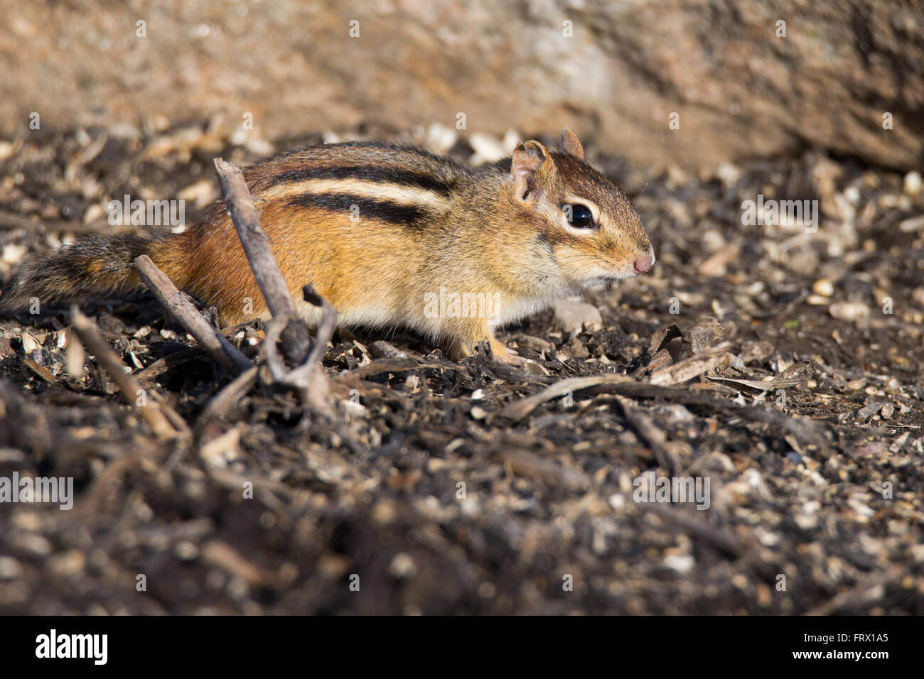 Eastern Chipmunk (Tamias striatus) in spring Stock Photo - Alamy