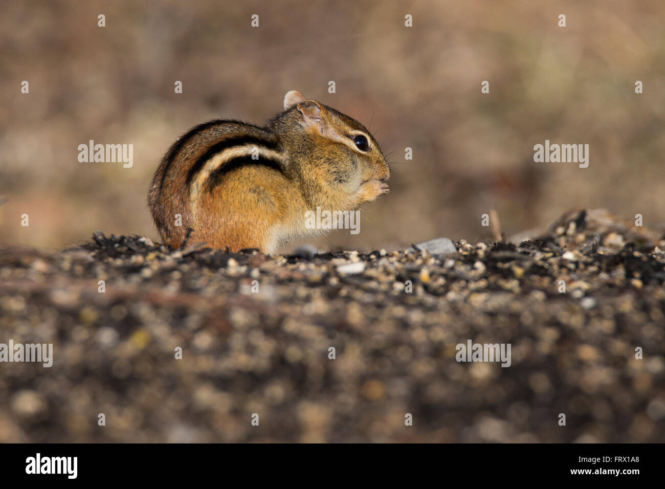 Eastern Chipmunk (Tamias striatus) in spring Stock Photo - Alamy