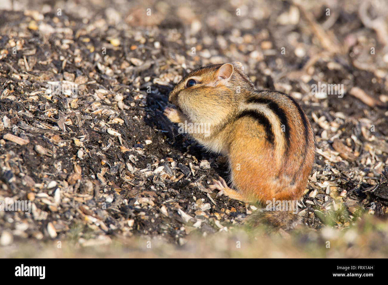 Eastern Chipmunk (Tamias striatus) in spring Stock Photo - Alamy