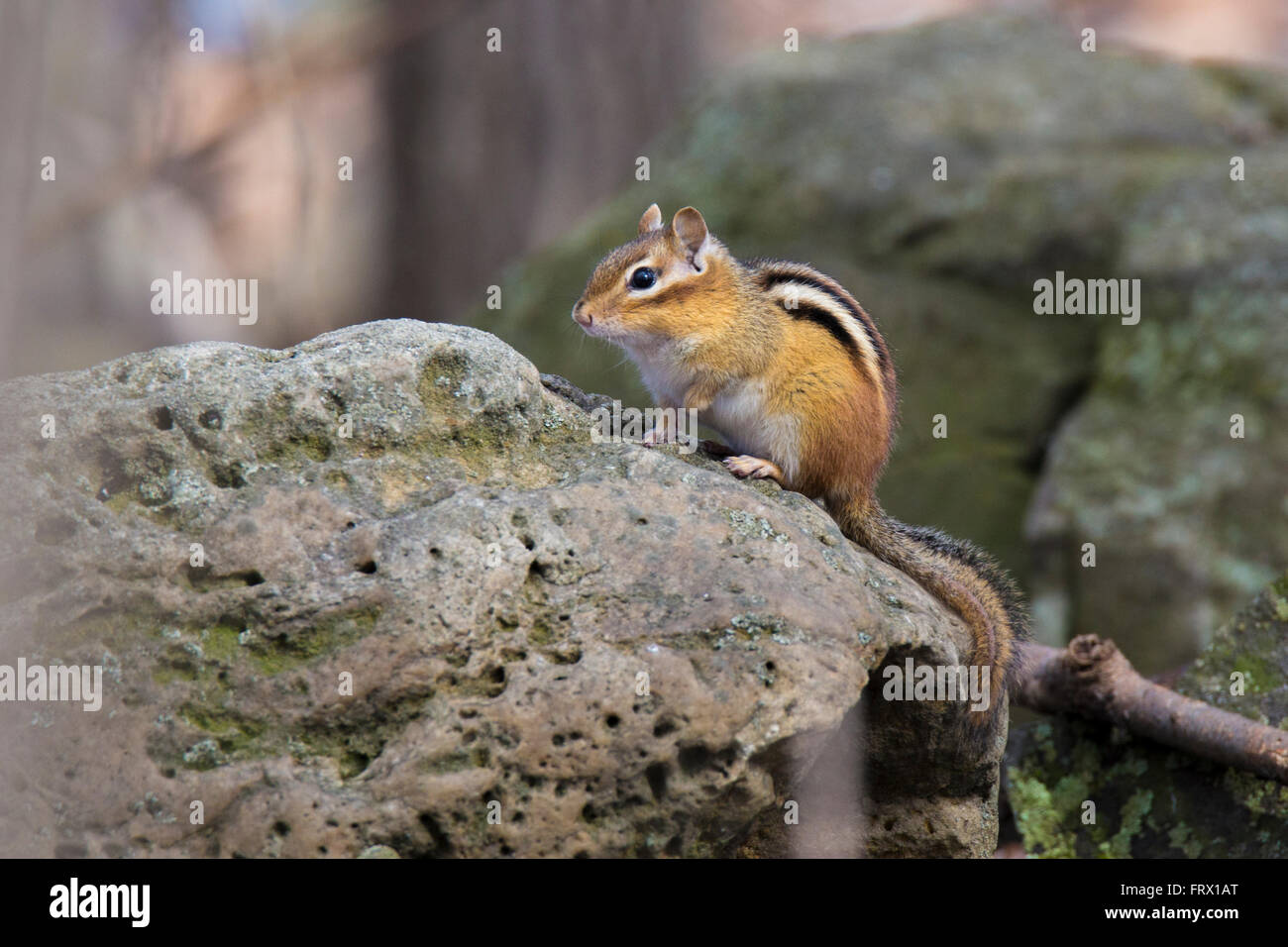 Eastern Chipmunk (Tamias striatus) in spring Stock Photo - Alamy