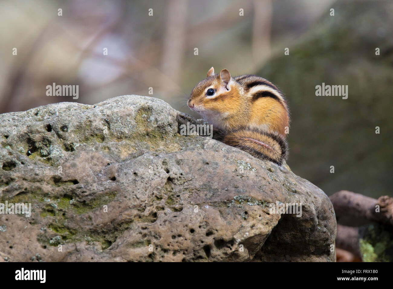 Eastern Chipmunk (Tamias striatus) in spring Stock Photo - Alamy