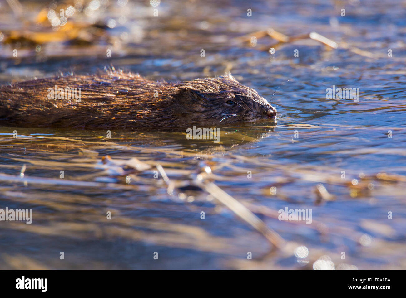 Muskrat (Ondatra zibethica) in spring Stock Photo - Alamy