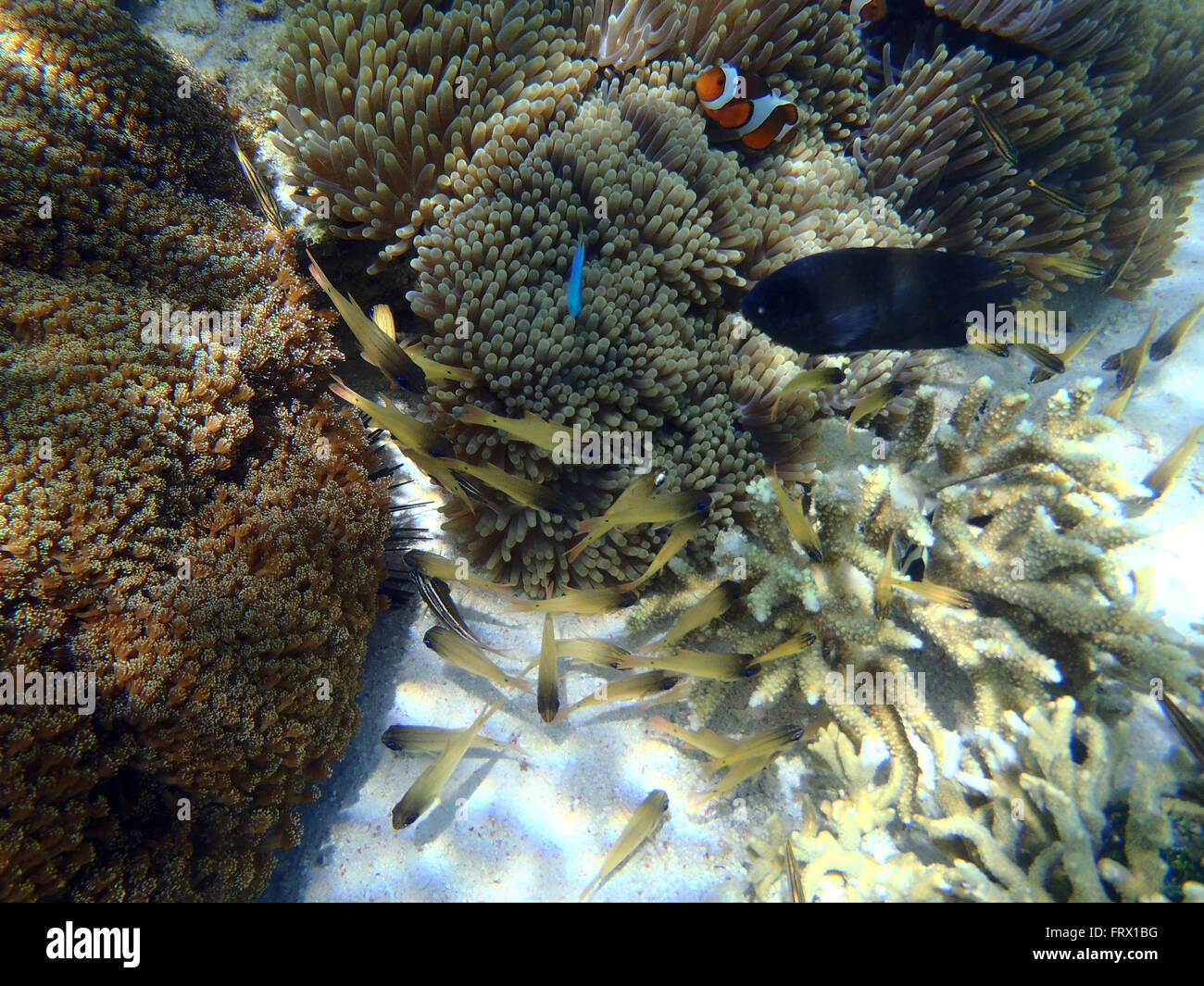 Coral fish in Indonesia Stock Photo - Alamy