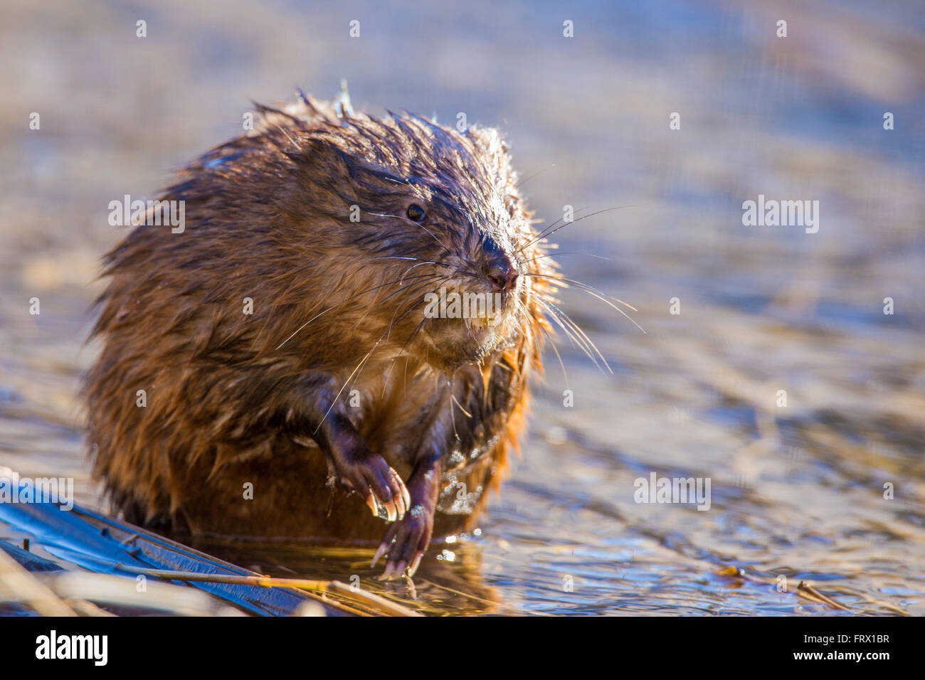 Muskrat (Ondatra zibethica) in spring Stock Photo - Alamy