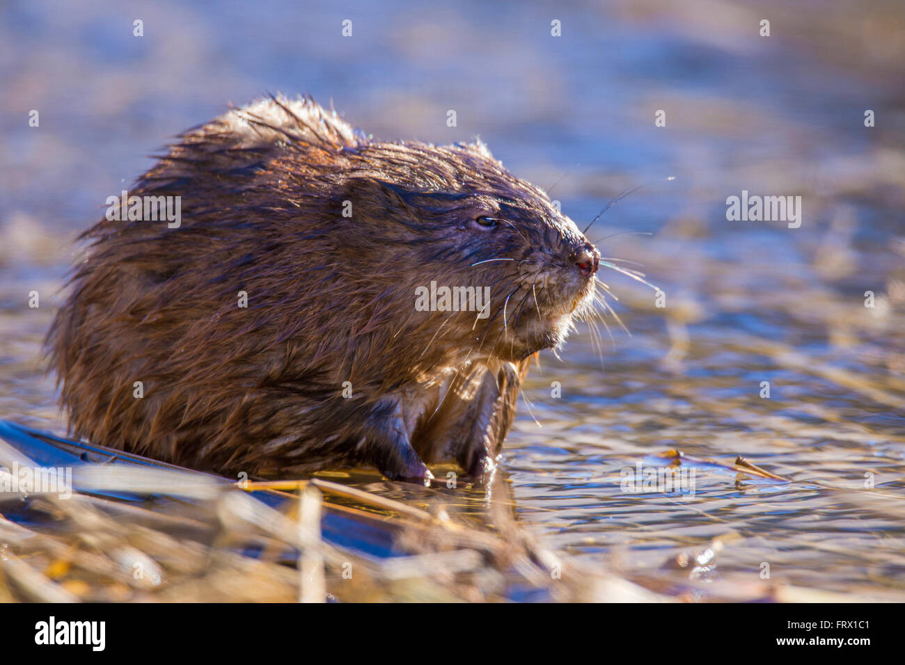 Muskrat (Ondatra zibethica) in spring Stock Photo - Alamy
