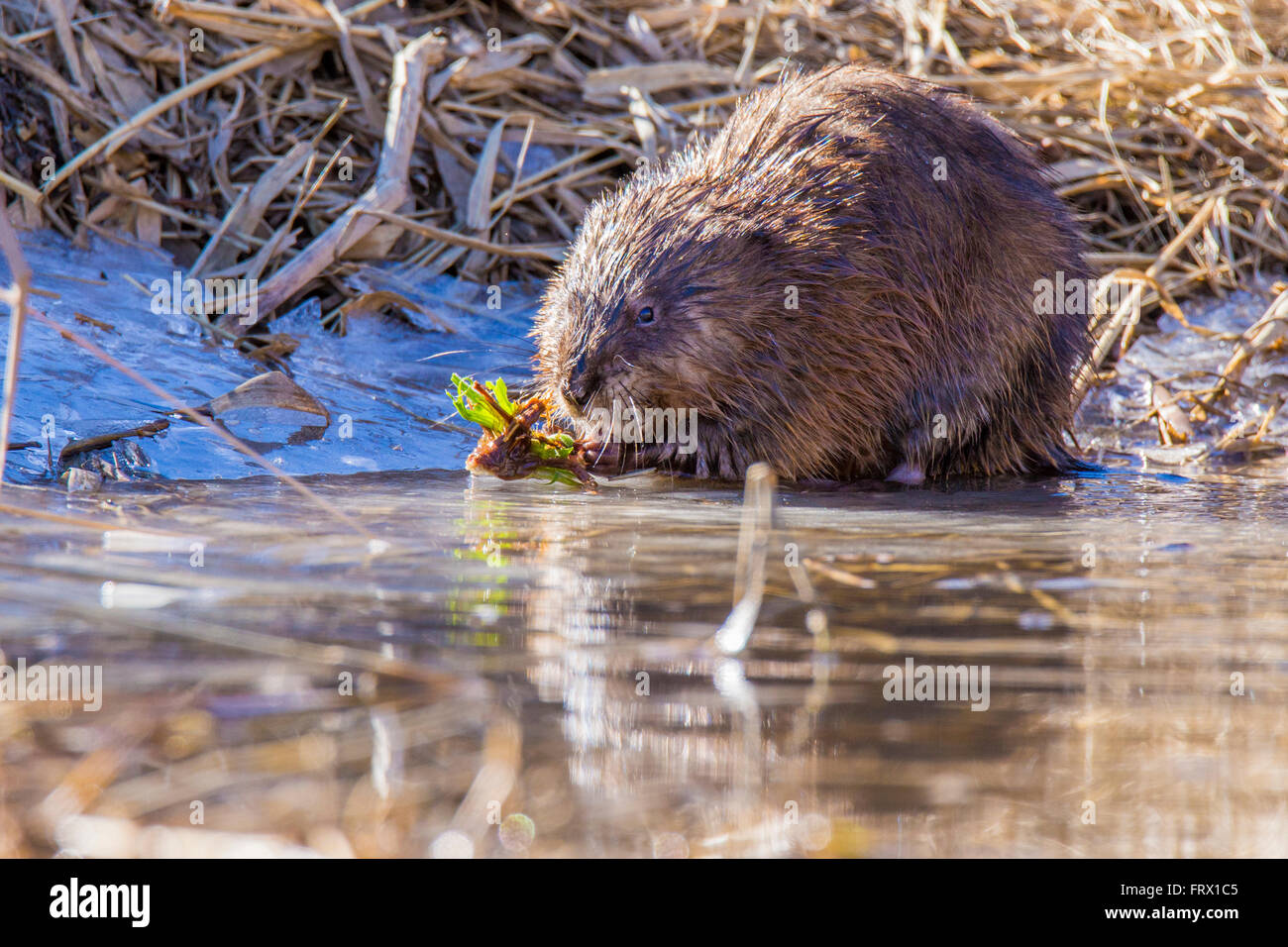 Muskrat (Ondatra zibethica) in spring Stock Photo - Alamy