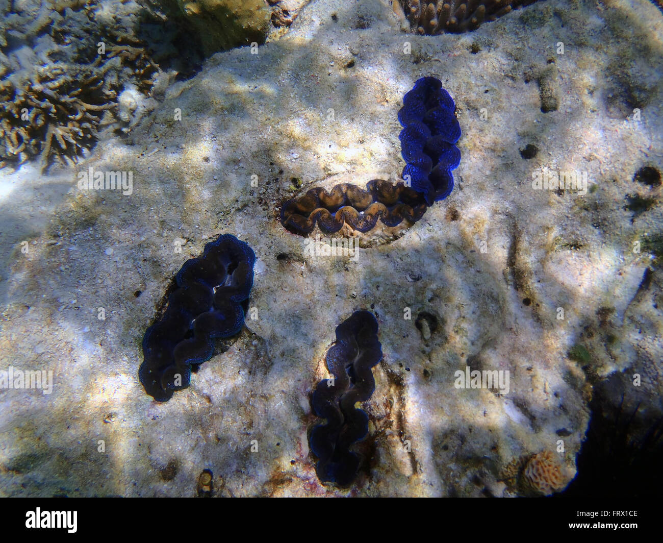 Group of Giant Clams, Tridacna maxima Stock Photo - Alamy