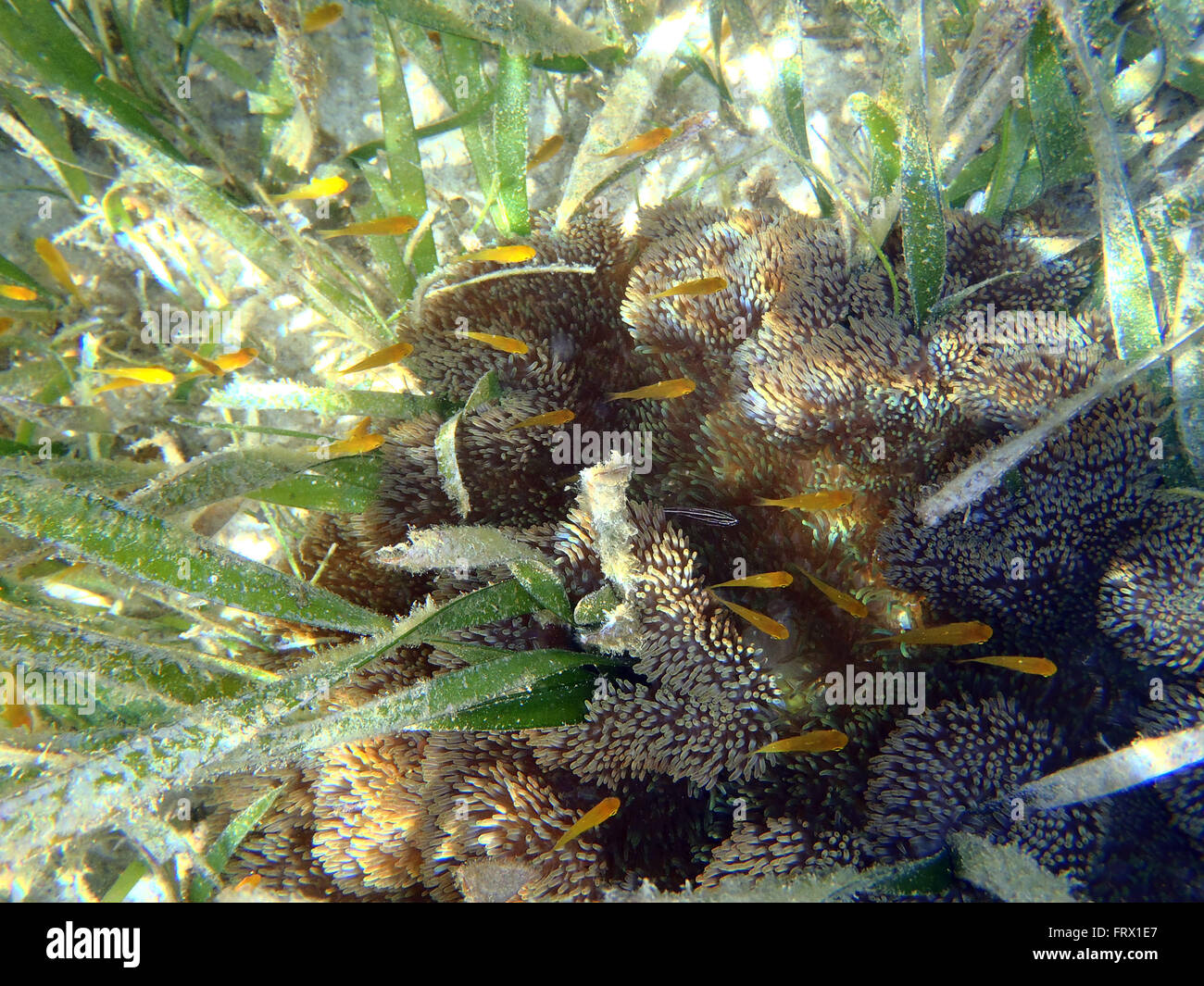 Underwater photography small yellow fishes and the coral reef Stock ...