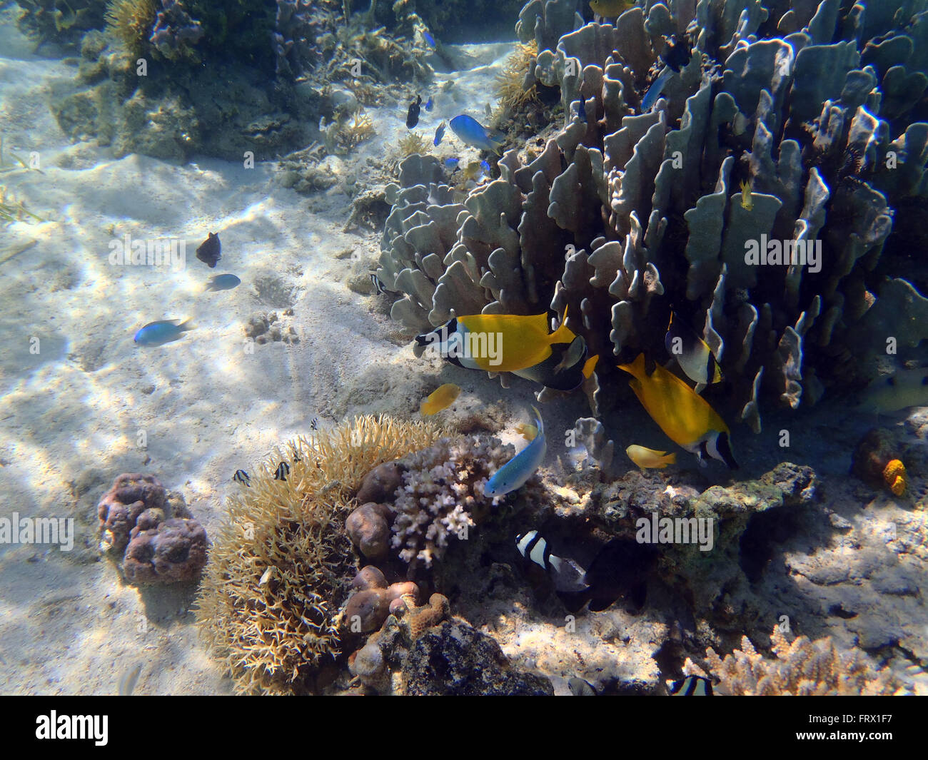 colorful coral reef at the bottom of tropical sea, underwater Stock ...