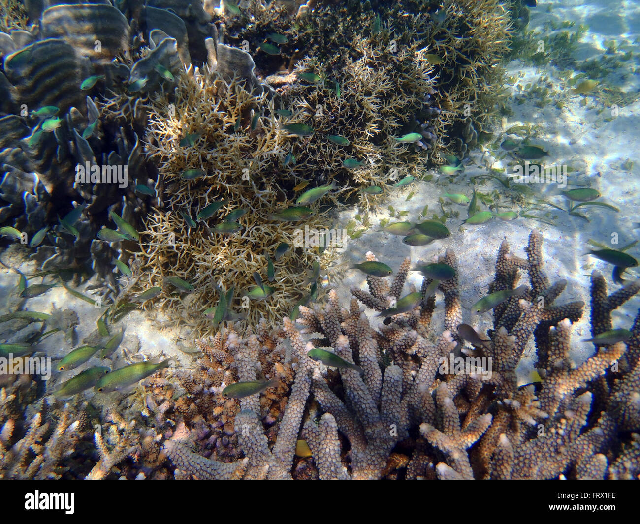 Underwater landscape. coral reef Stock Photo - Alamy