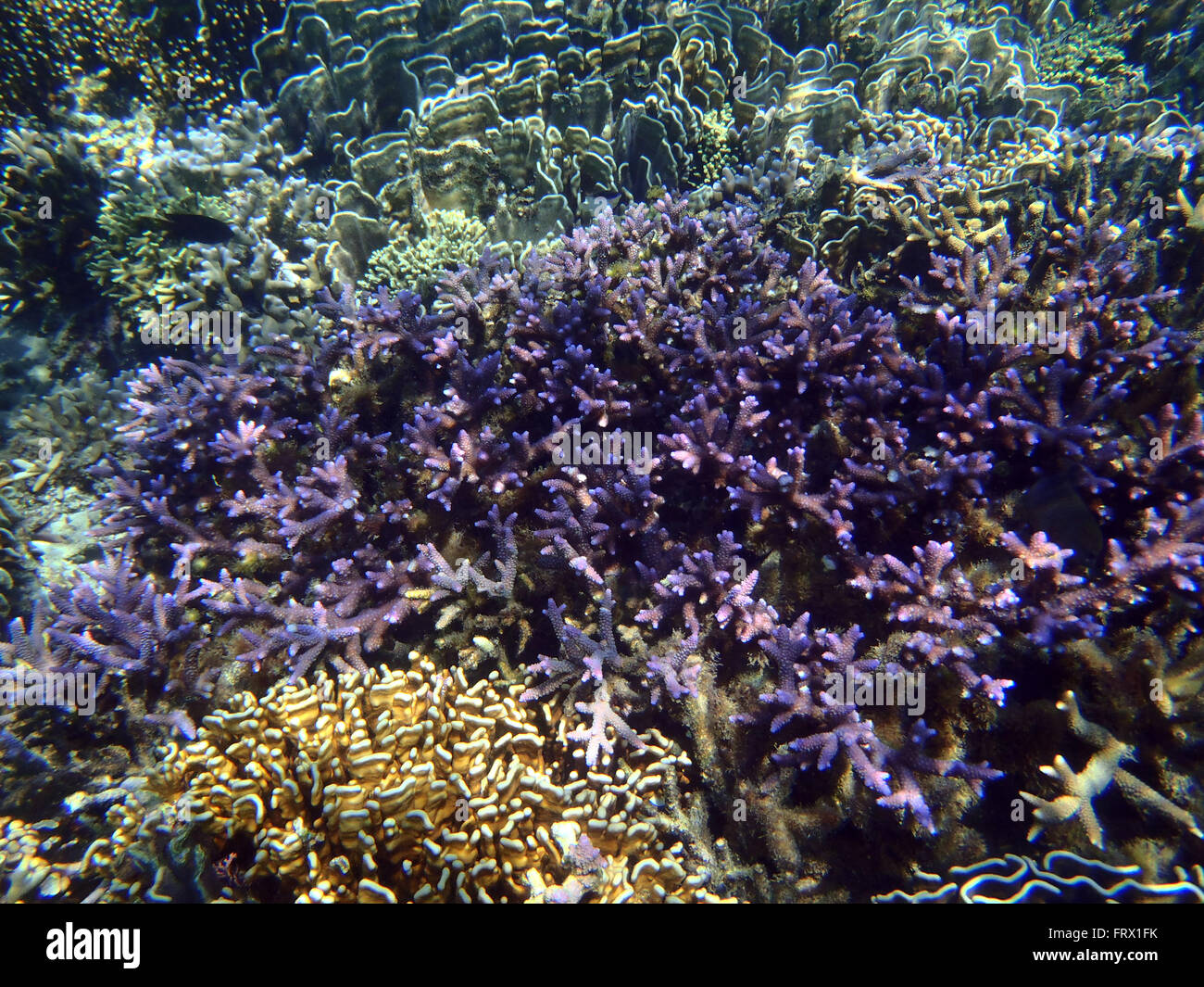 colorful coral reef at the bottom of tropical sea, underwater Stock ...