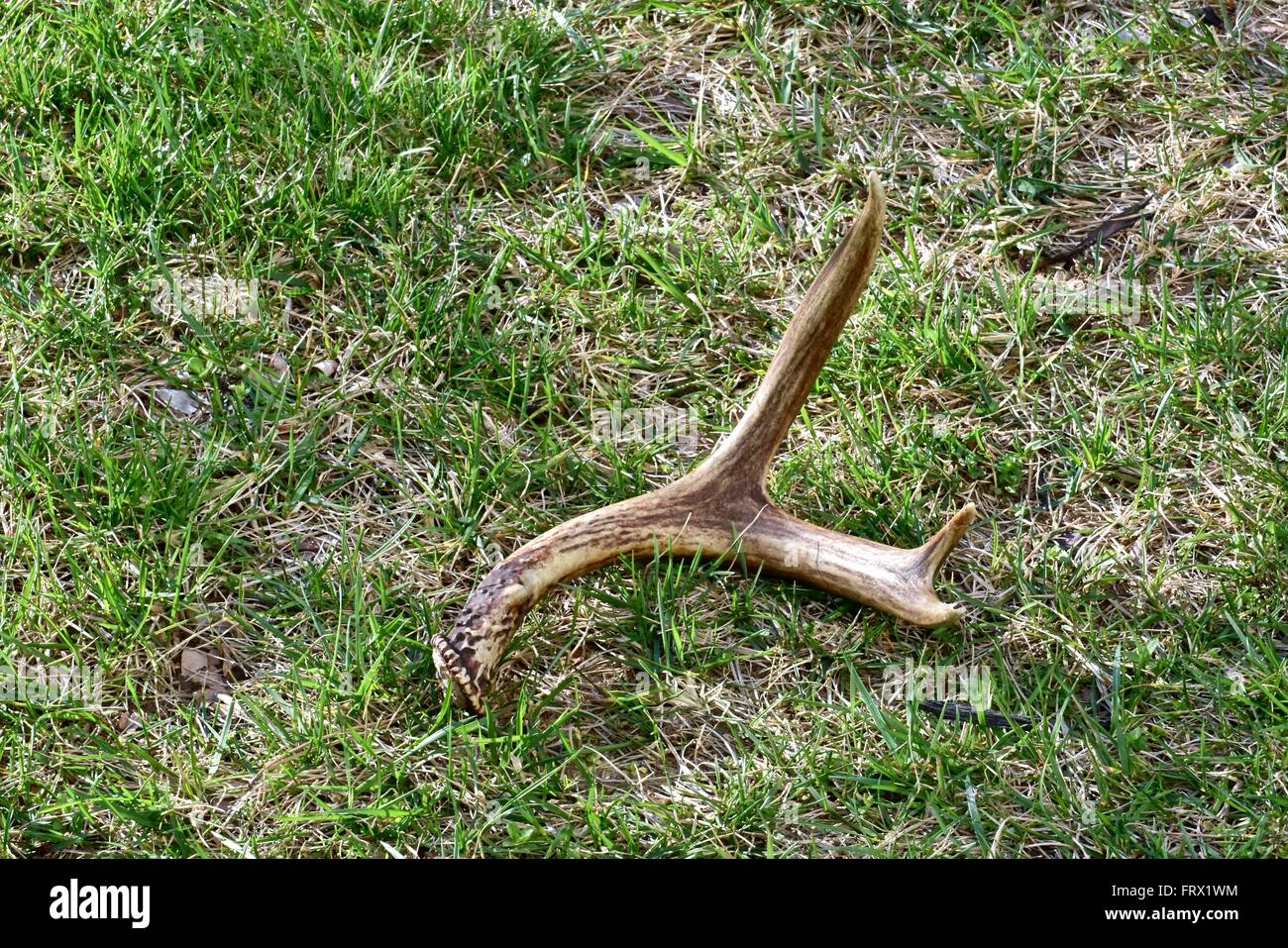 Deer antler shed Stock Photo - Alamy