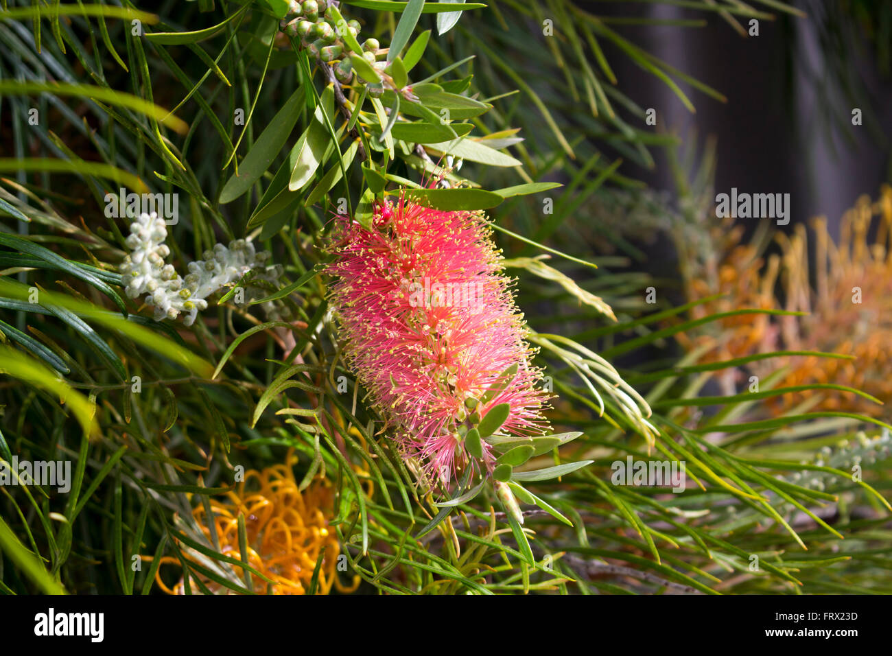 Pale pink callistemon Australian bottlebrush blooming in spring ...