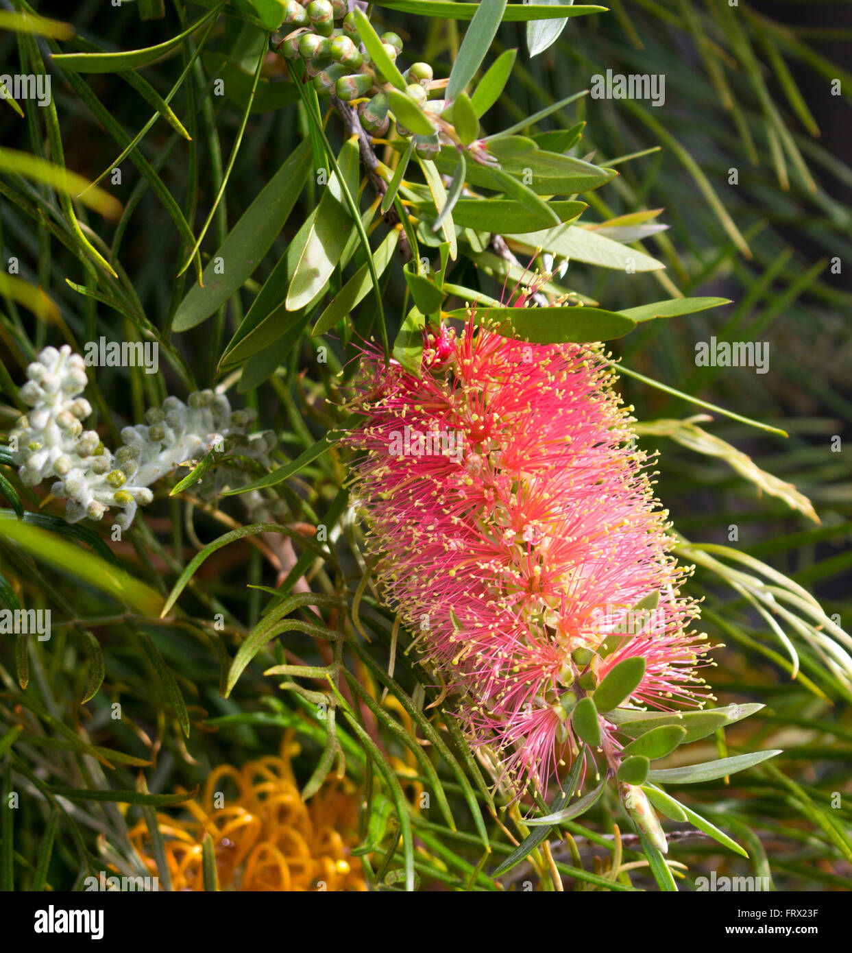Pale pink callistemon Australian bottlebrush blooming in spring ...
