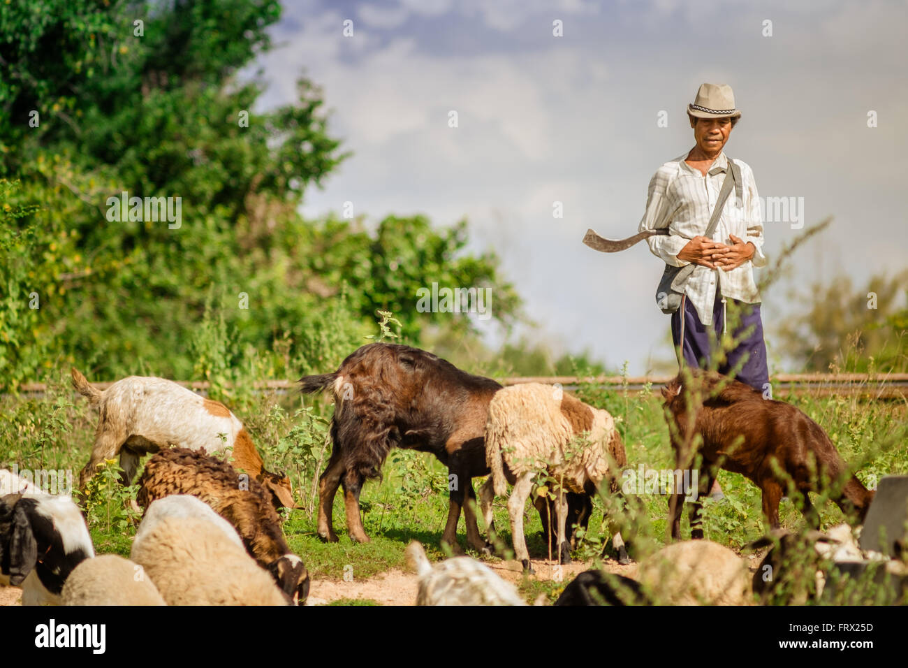 Local shepherd with his flock Stock Photo - Alamy