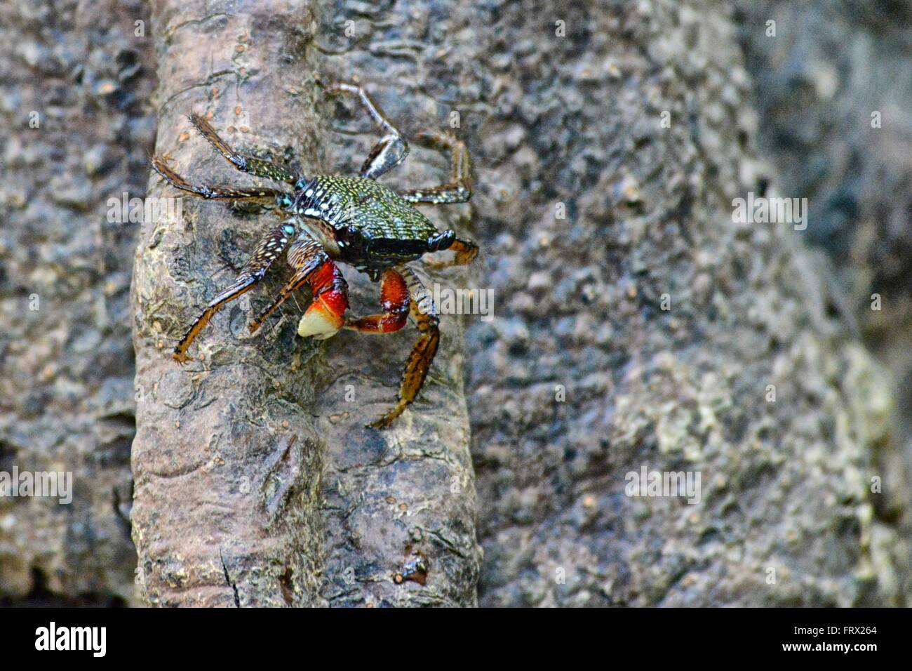 Utria National Park. Estero Sector with Tea mangroves ( Pelliciera ...