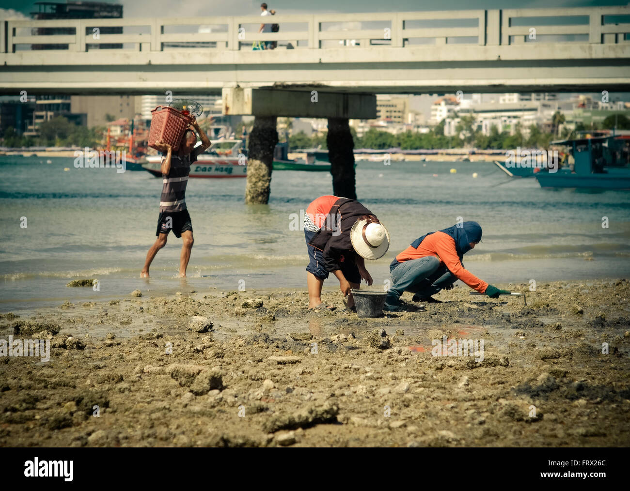 Local shell pickers work to gather shellfish Stock Photo - Alamy