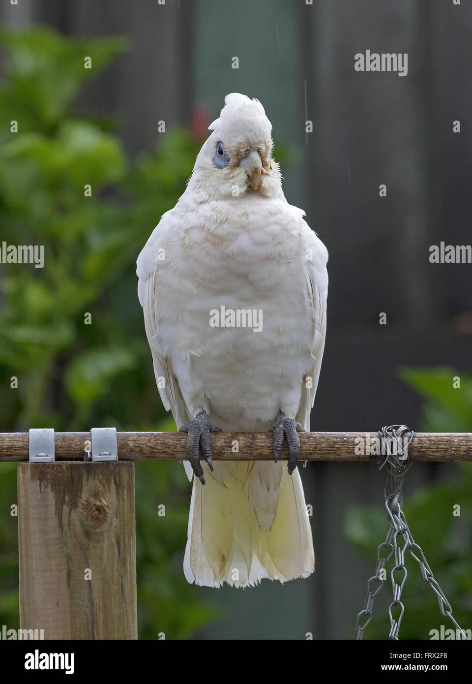 Parrot corella hi-res stock photography and images - Alamy