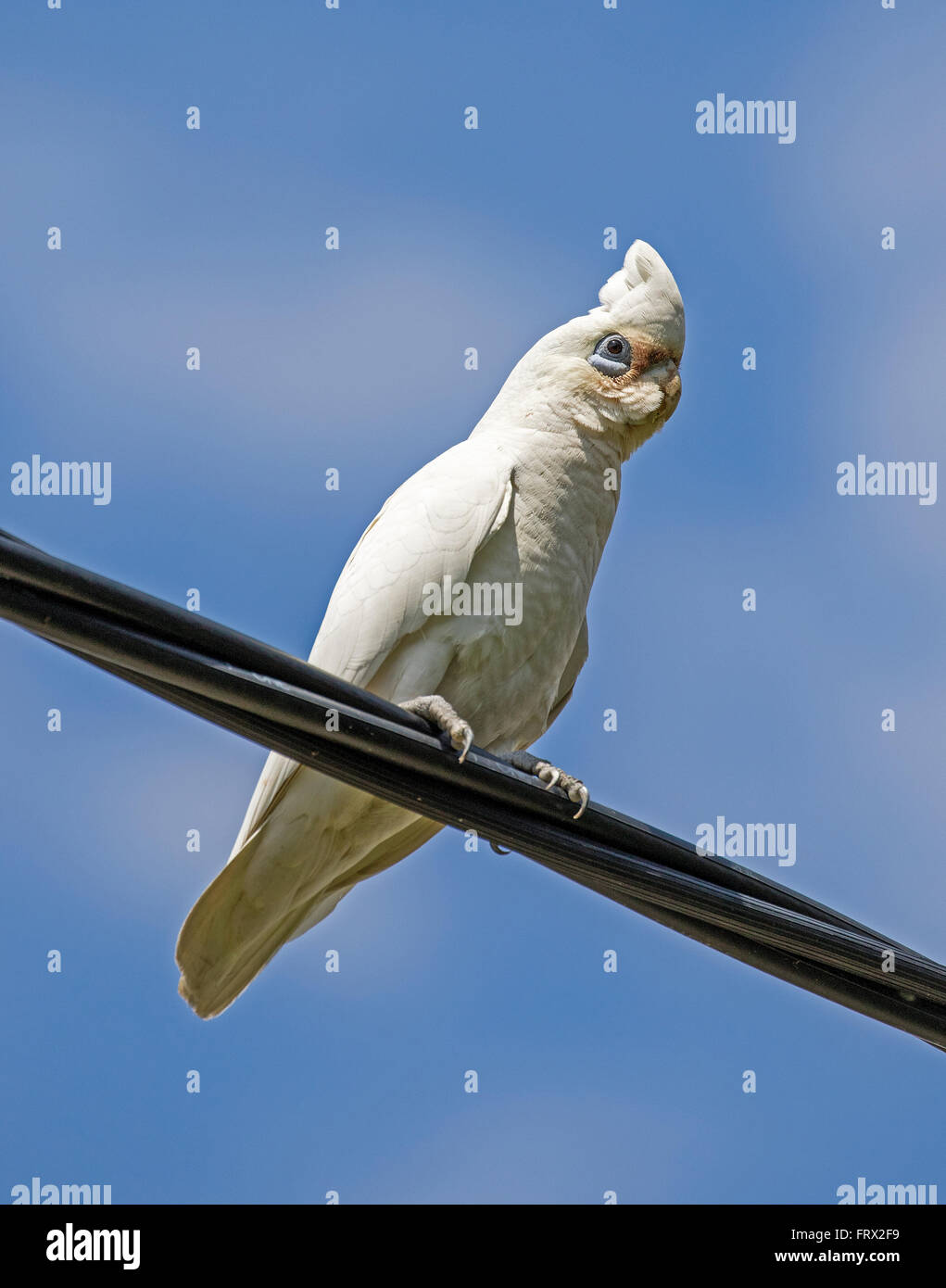 Eye spotting hi-res stock photography and images - Alamy