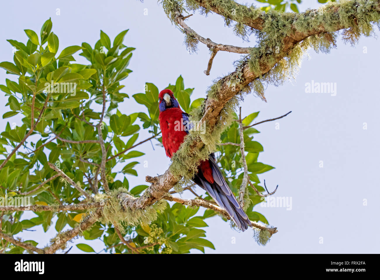 Flying rosella hi-res stock photography and images - Alamy