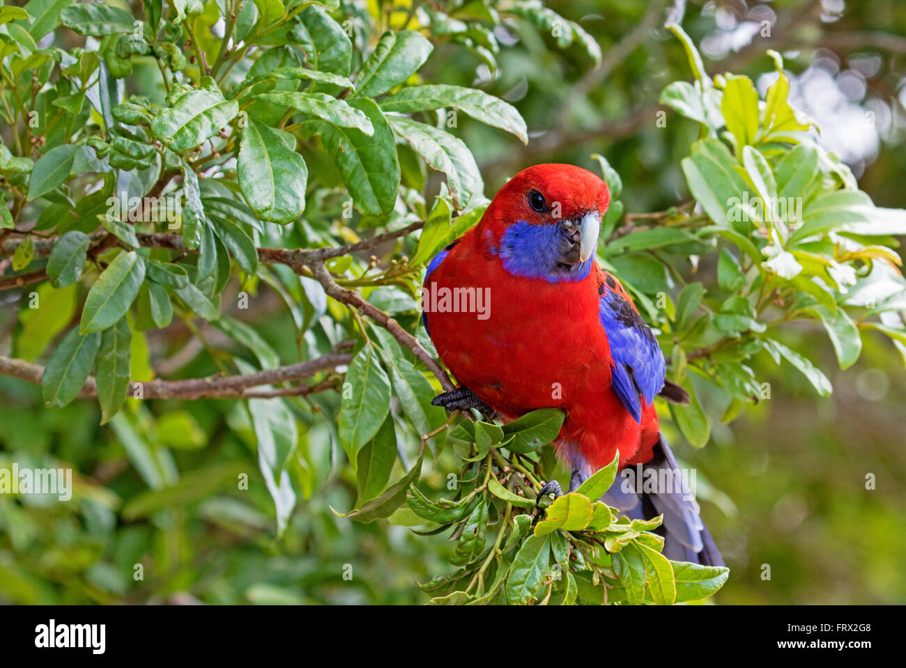 Rosella feathers hi-res stock photography and images - Alamy