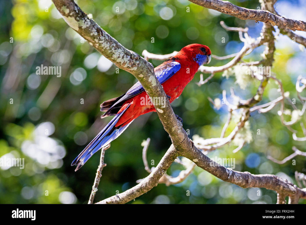 Crimson rosella parrot hi-res stock photography and images - Alamy