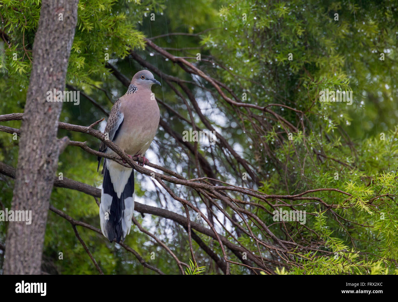 Tropical dove hi-res stock photography and images - Alamy