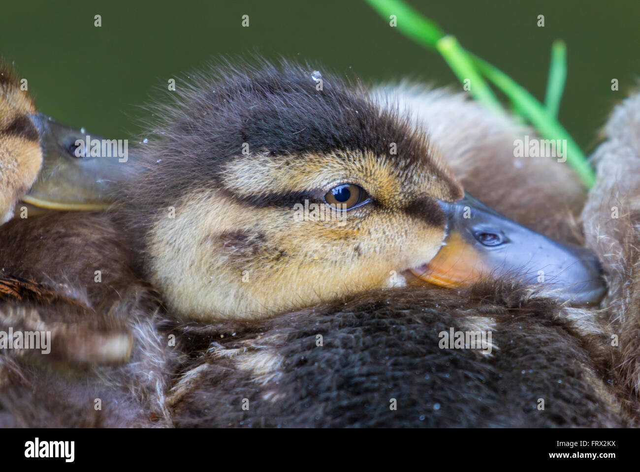 Birds of Australia - Birds photographed within Australia both wild and ...