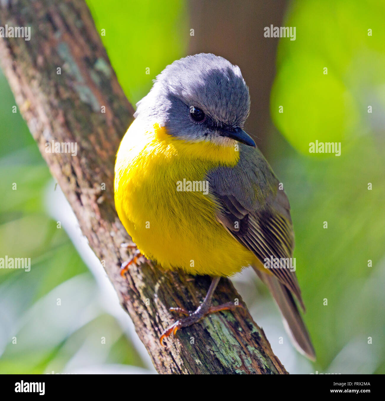 Birds of Australia - Birds photographed within Australia both wild and ...