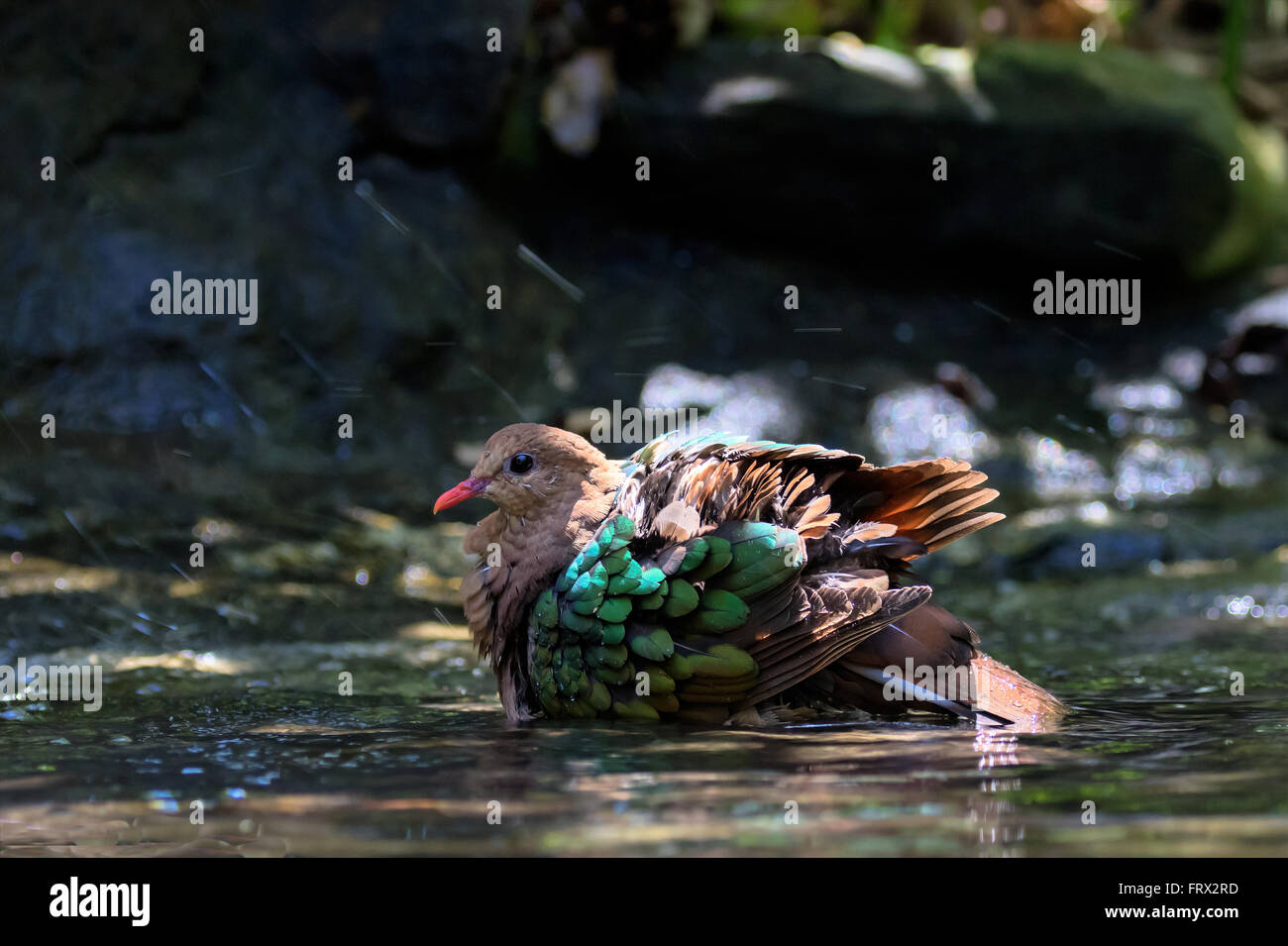 Tropical dove hi-res stock photography and images - Alamy
