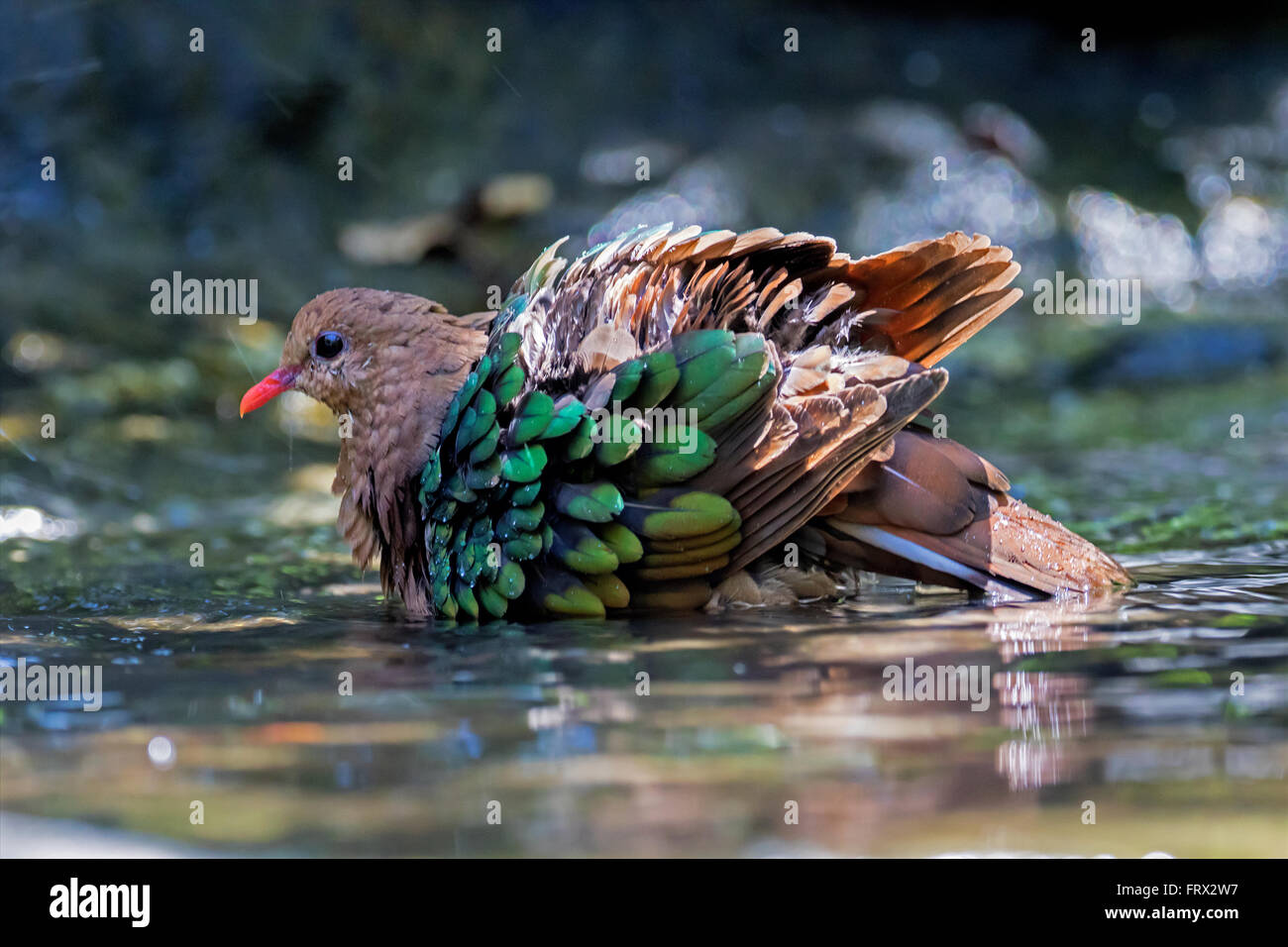 Tropical dove hi-res stock photography and images - Alamy