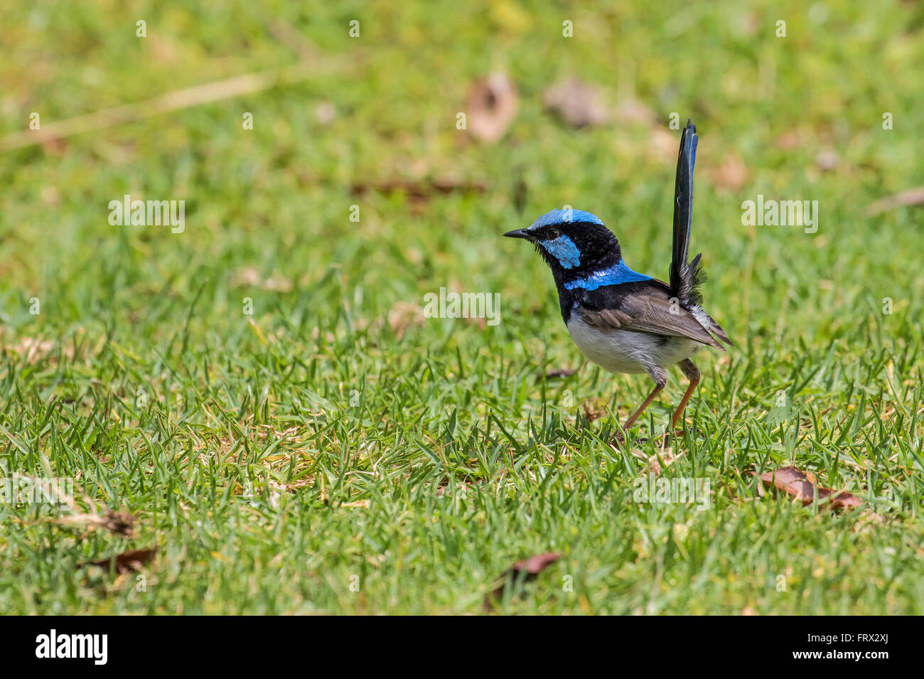 Blue wren flying hi-res stock photography and images - Alamy