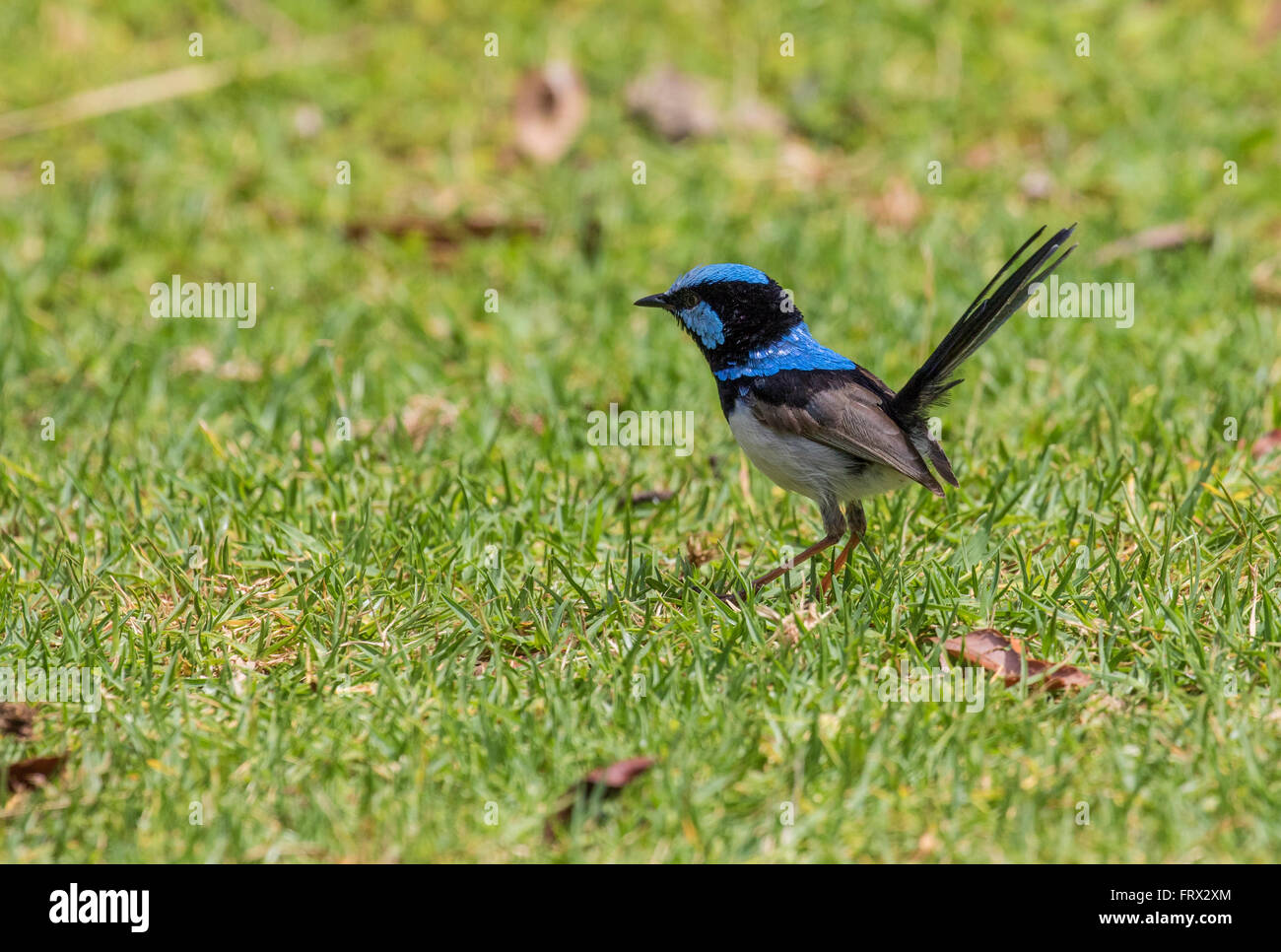 Blue wren flying hi-res stock photography and images - Alamy